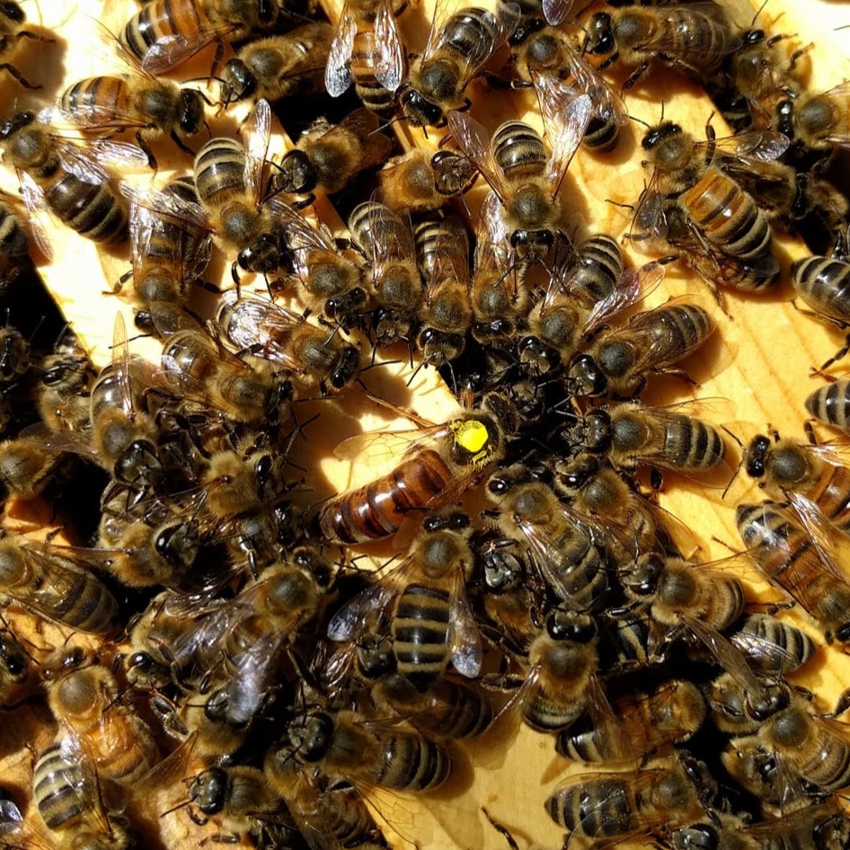 The Buzz of Life - Santa Clara Magazine